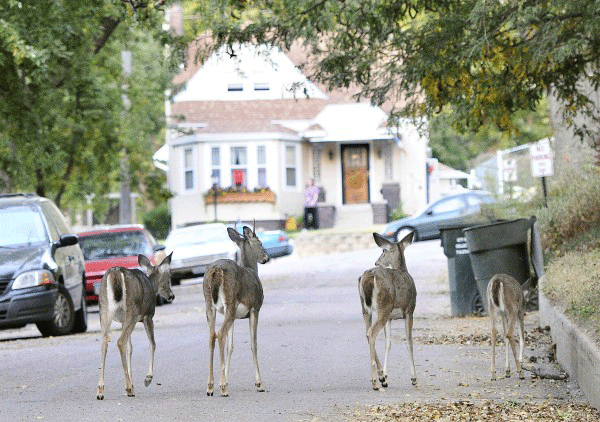 Deer Natural Habitat - Deer Deterrents